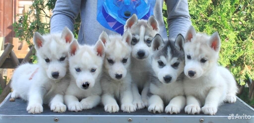 Очаровательные щенки хаски 2 месяца. Документы РКФ