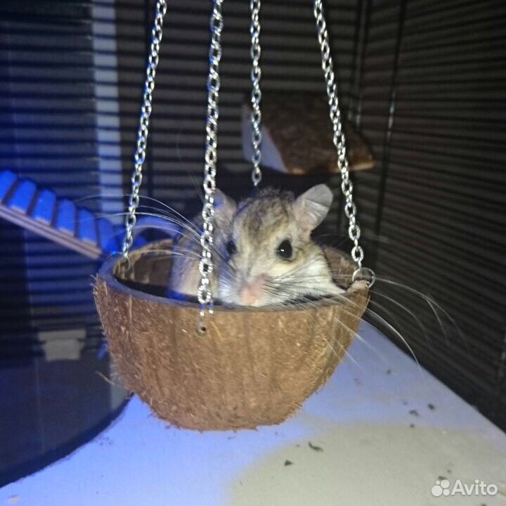 Песчанка. Сикитамусы