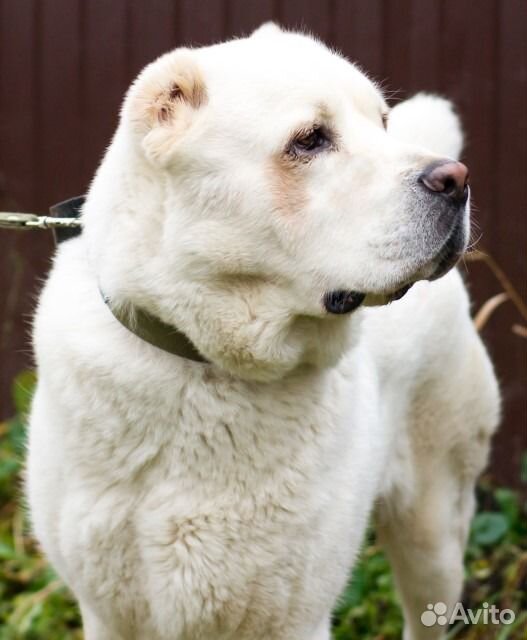 Белый красавец Габаш. Туркменский алабай в дар