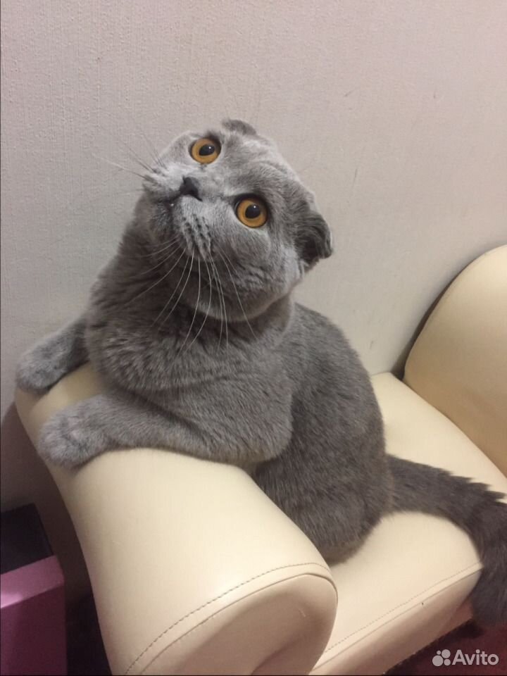 Кот на вязку