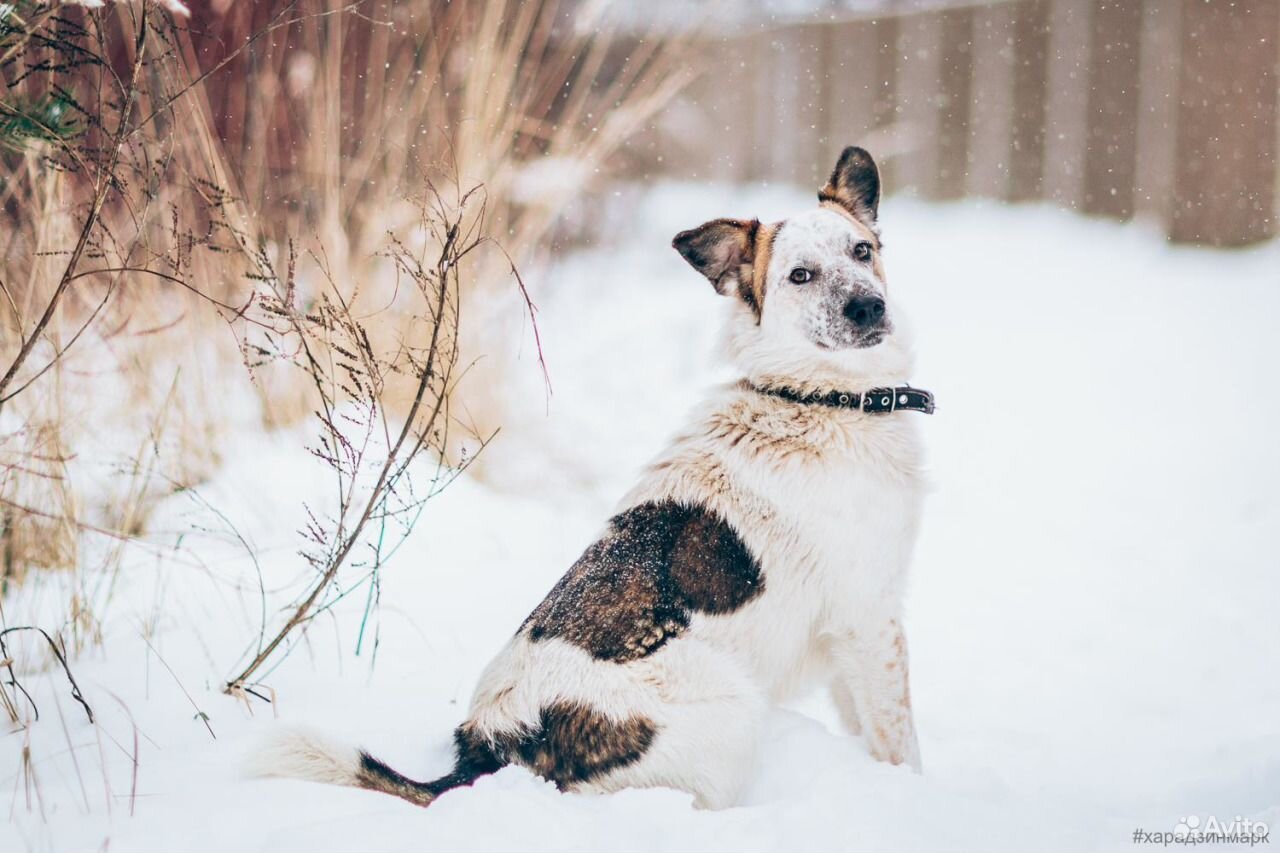 Филя ищет дом