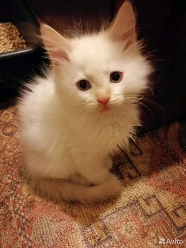 Тайский котенок мальчик 2мес