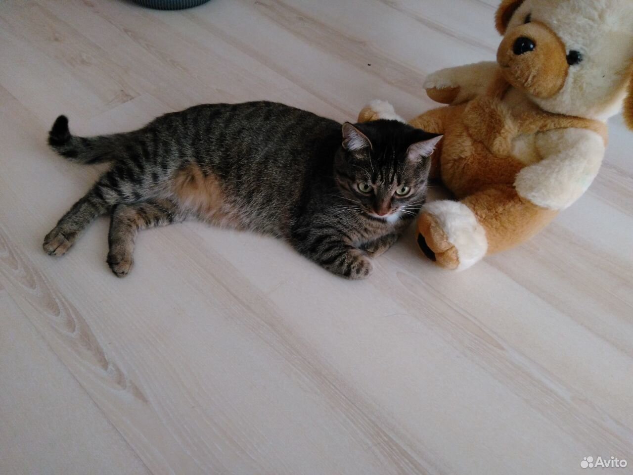 Кот домашней породы
