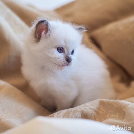 Котята породы рэгдолл