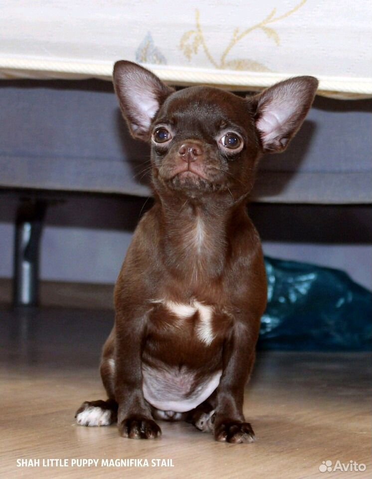 Девочка шоколадка супер курносая