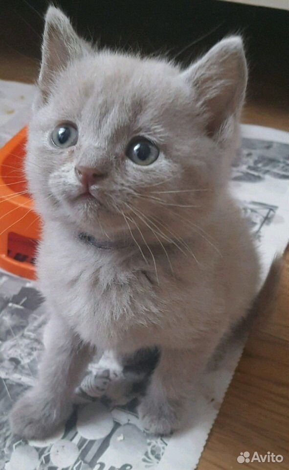 Британский котик