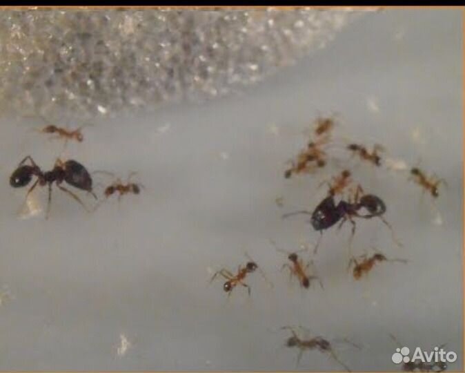 Муравьи pheidole noda (фейдоле нода)