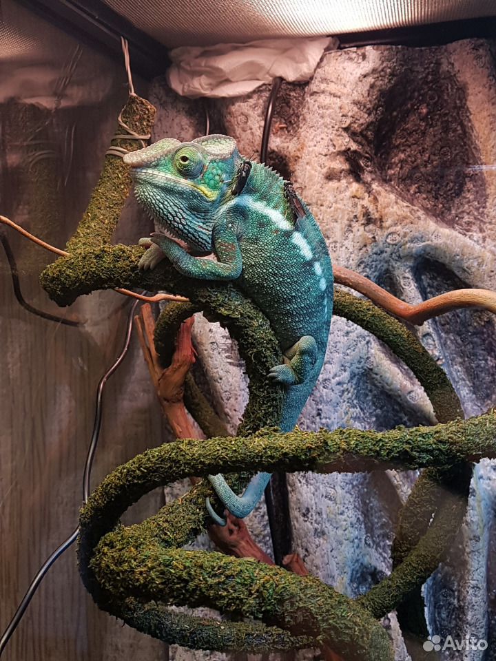 Продам пантеревого хамелеона. Москва