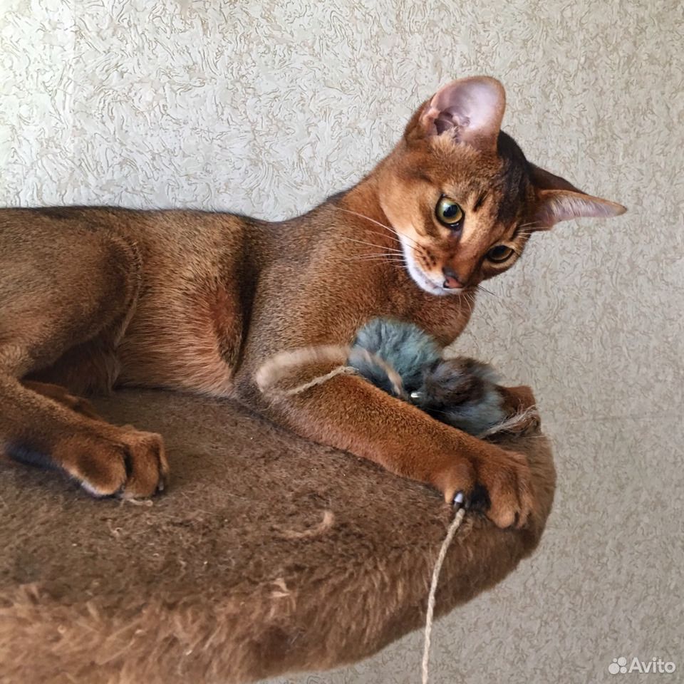 Абиссинский котик