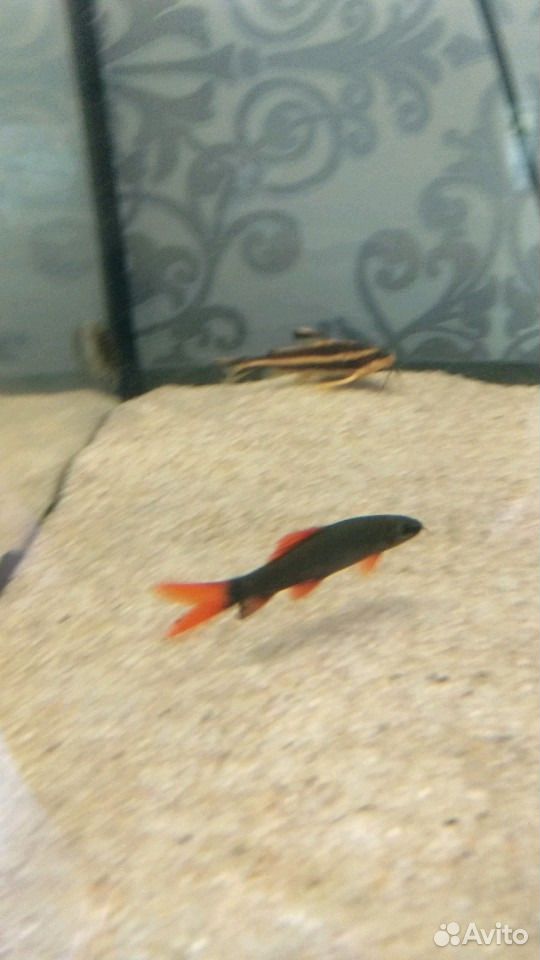 Рыбки Лабео и пара Платидорас