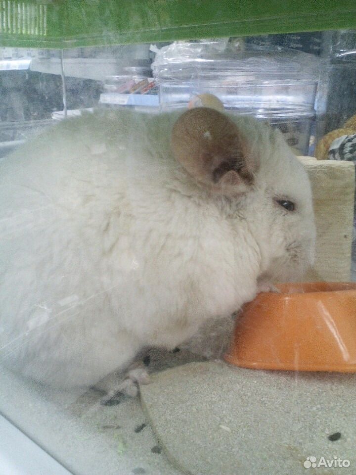 Шиншила в добрые руки