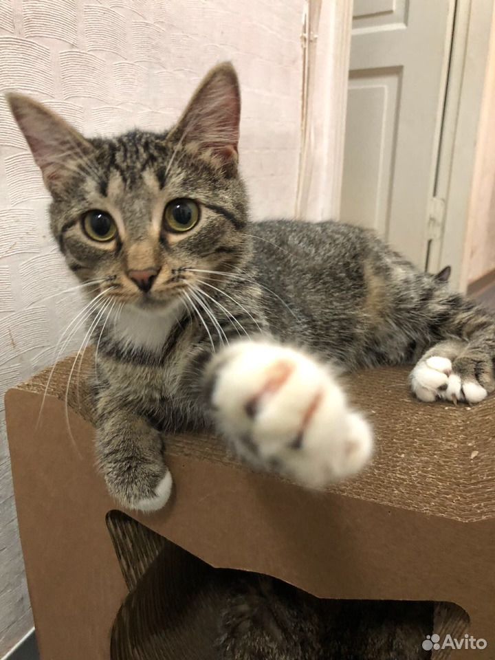 Веста ищет дом