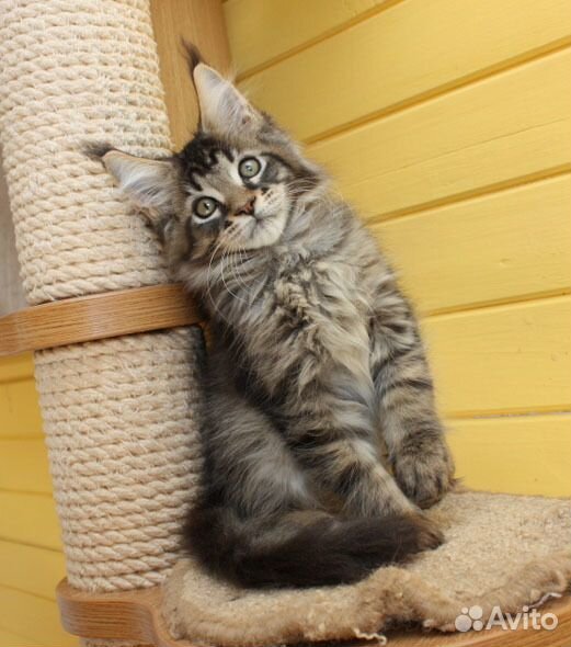 Котик мейн кун черный тигровый Хелиус
