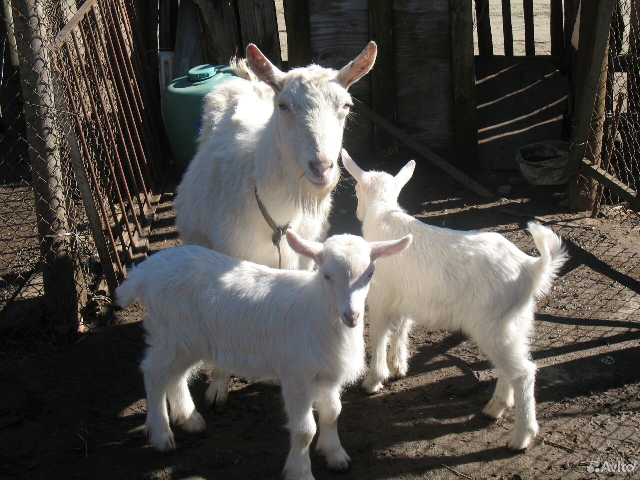 Зааненские козлята крупные безрогие