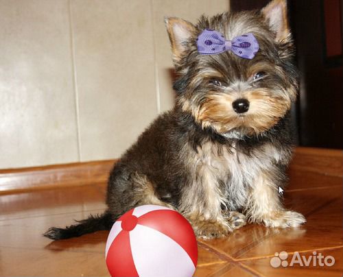 Маленькое чудо