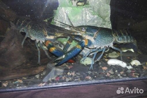 Красноклешневый рак Red Claw Cherax