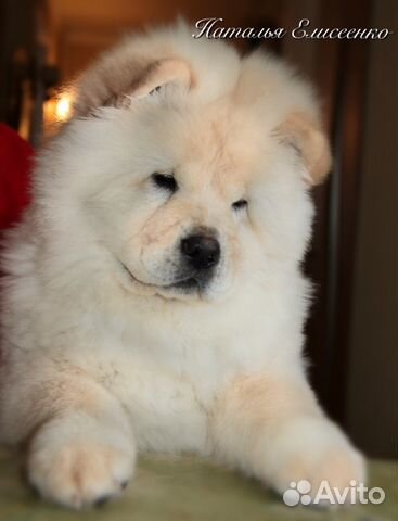 Девочка Чау Чау