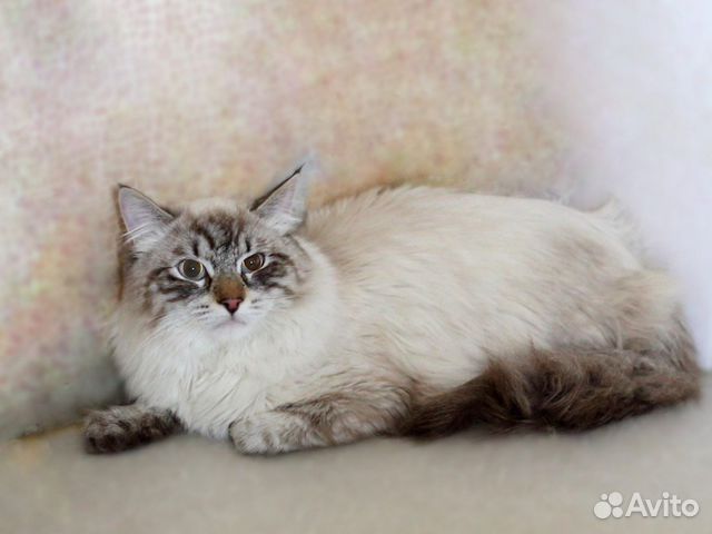 Невский Маскарадный котик, питомник Страна Чудес