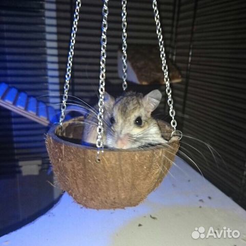 Песчанка. Сикитамусы