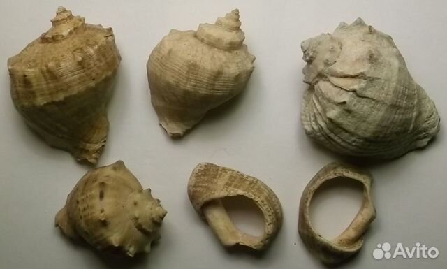 Ракушки для аквариума Рапана (Rapana venosa)