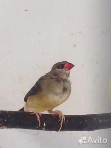 Тигровый астрильд