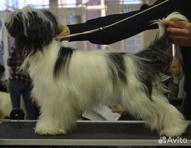 Очаровательная девочка пуховка