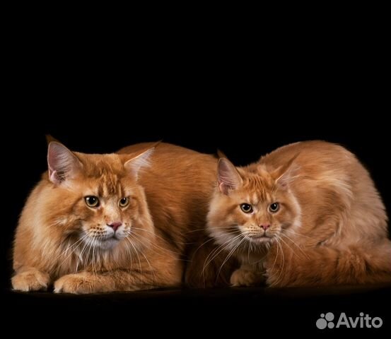 Самые красивые котята