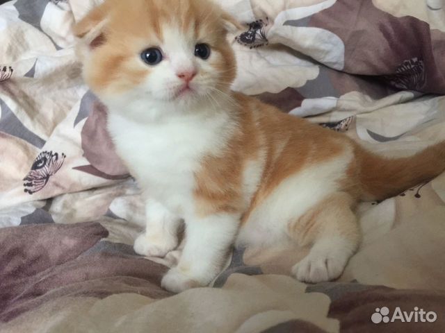 Шотландский вислоухий красавчик