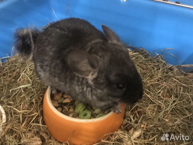 Шиншилла мальчик 4 мес. Чёрный бархат