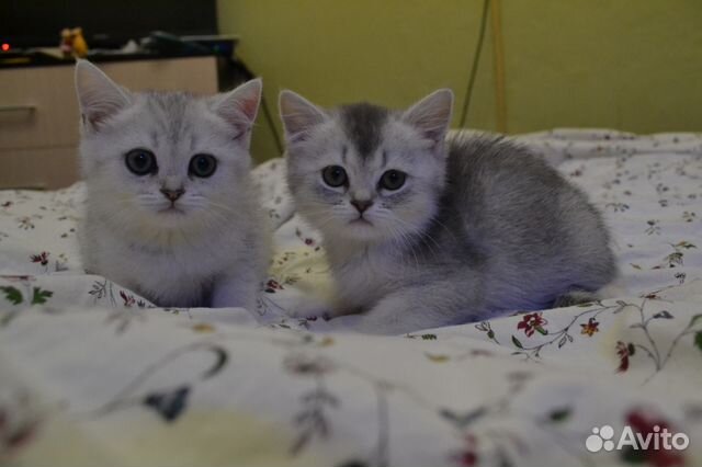 Шиншилловые котятки
