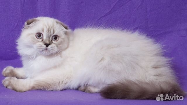 Шотландские котята