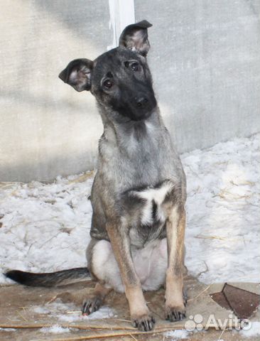 Булька-Барабулька Грациозная красавица