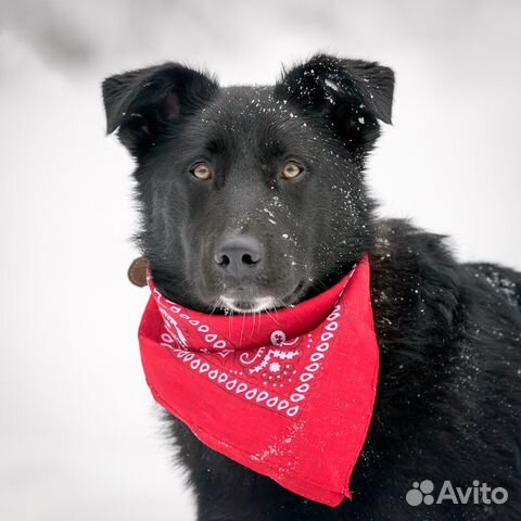 Собака Джесси в добрые руки в дар