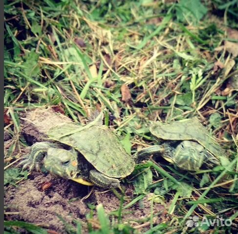Отдам черепашек