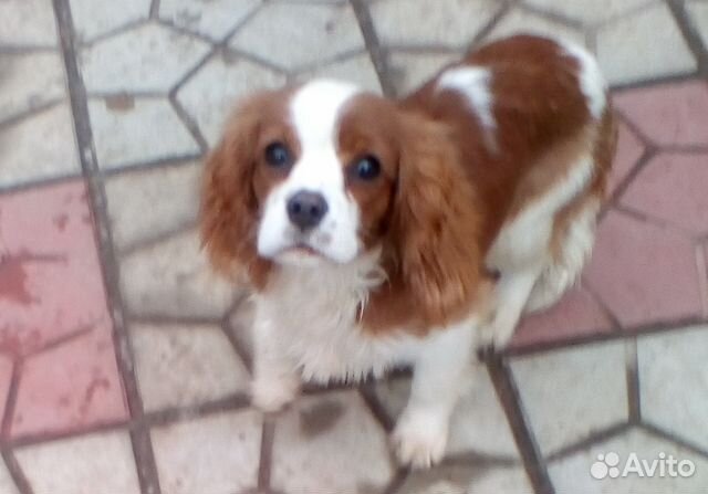 Кавалер кинг чарльз спаниэль -девочка