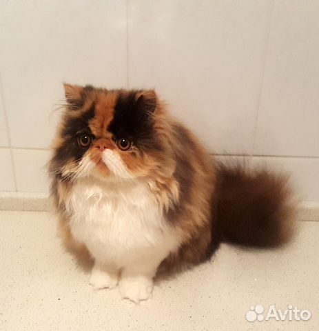 Персидская калико