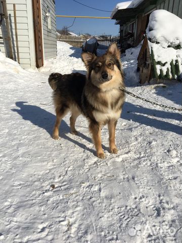 В добрые руки пристраивается шикарный пёс