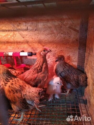 Помесные цыплята