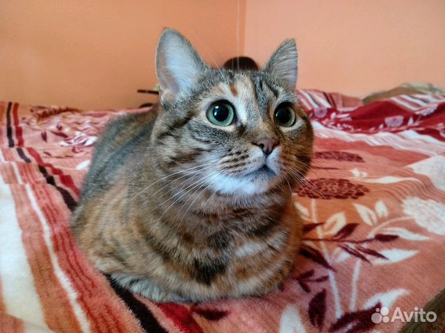 Отдам кошку в дар