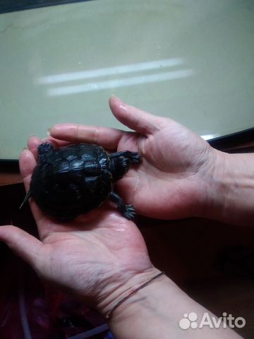 Три милых черепашки, ищут новых друзей-хозяев