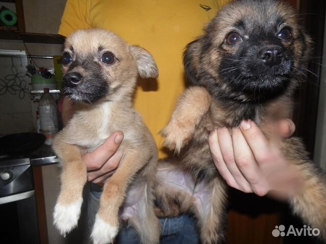 Собачки в добрые руки