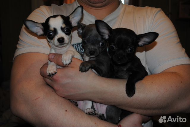 Чишки-детишки