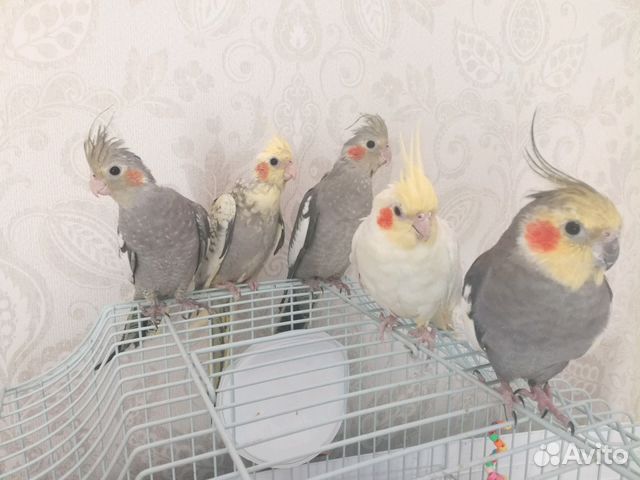 Птенцы корелл