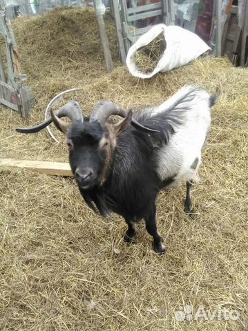 Альпийский козел