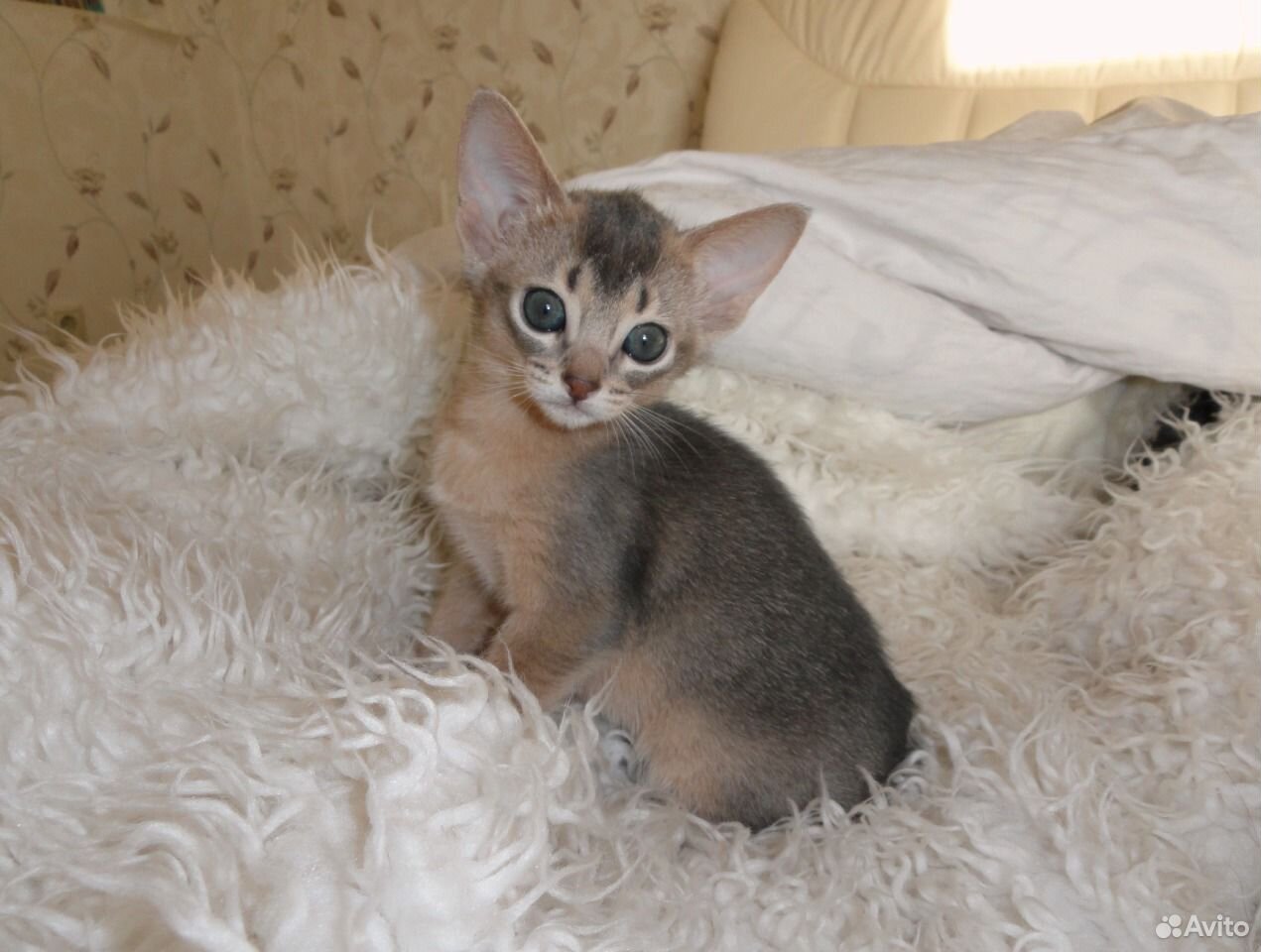 Абиссинская кошечка Голубая Дуная