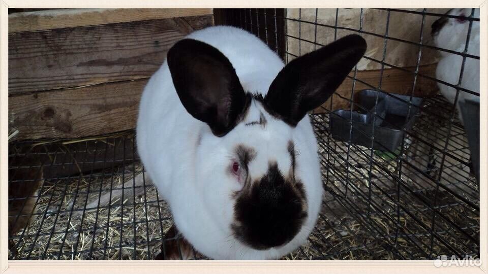 Крольчихи Готовые к случке различных мясных пород