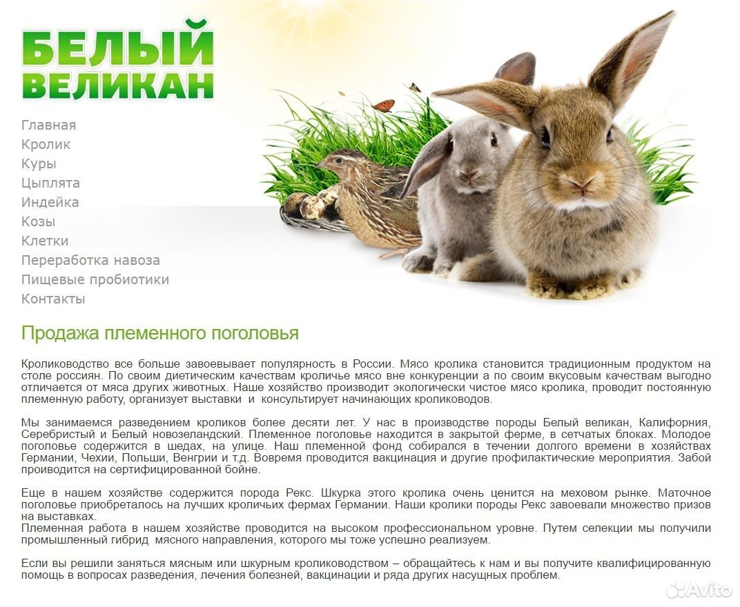 Племенные кролики