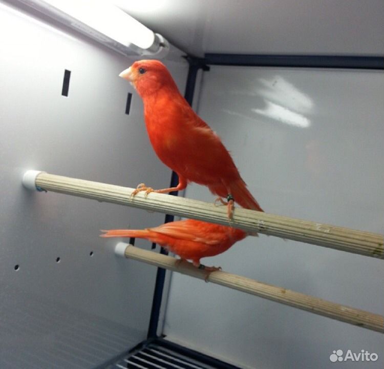 Поющие кенары,готовые самки