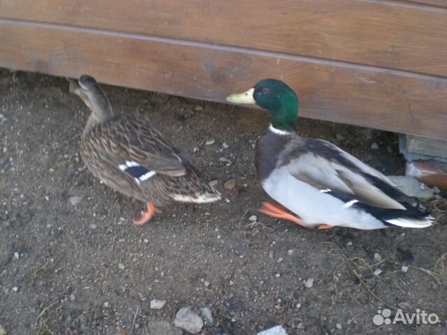 Утки, селезни подсадной утки (кряква) для охоты
