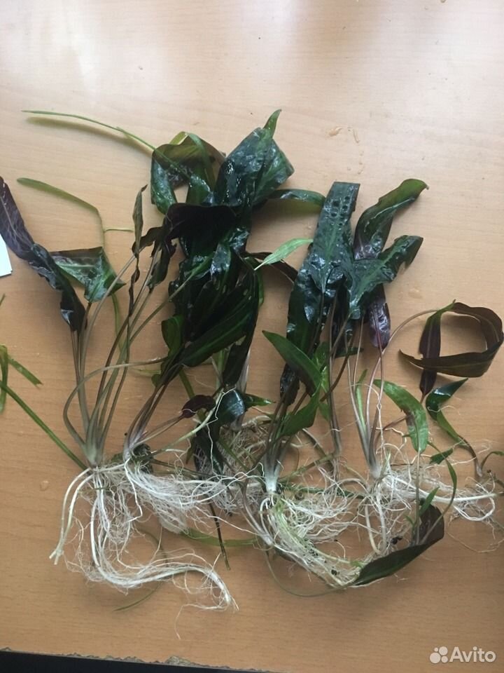 Шикарные кустики крептокорины